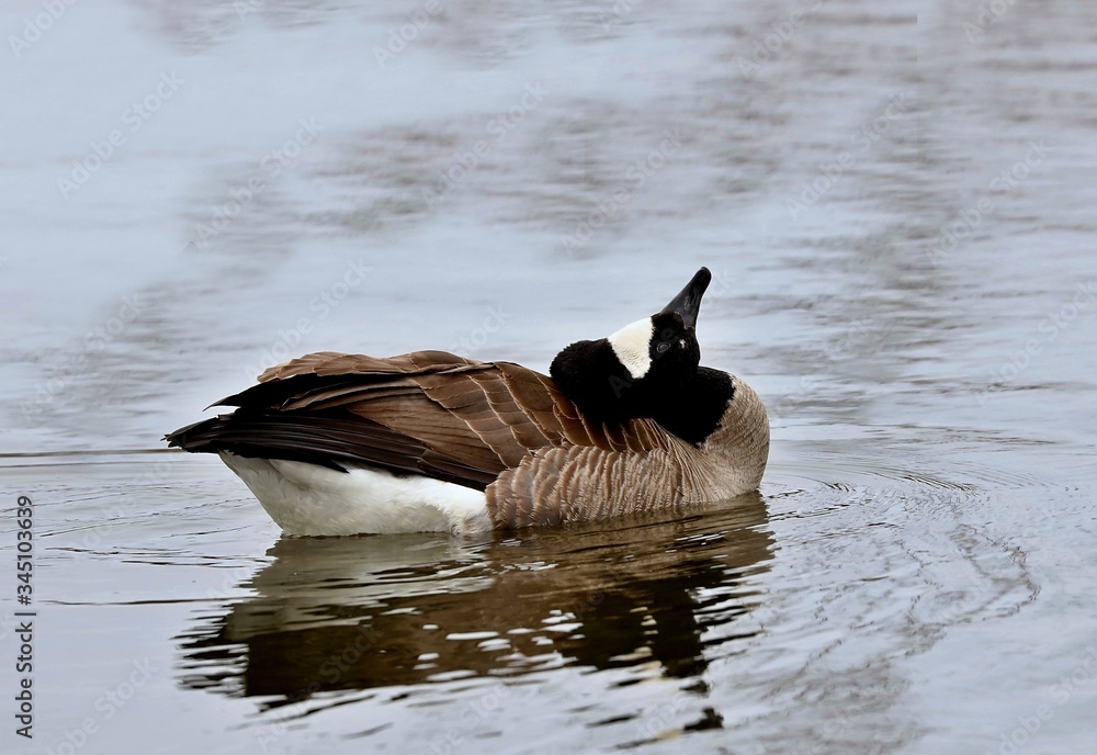 The Canada goose is a large wild goose species with a black head and ...