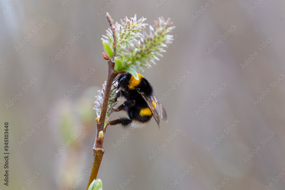 Bombus terrestris, the buff-tailed bumblebee or large earth bumblebee ...
