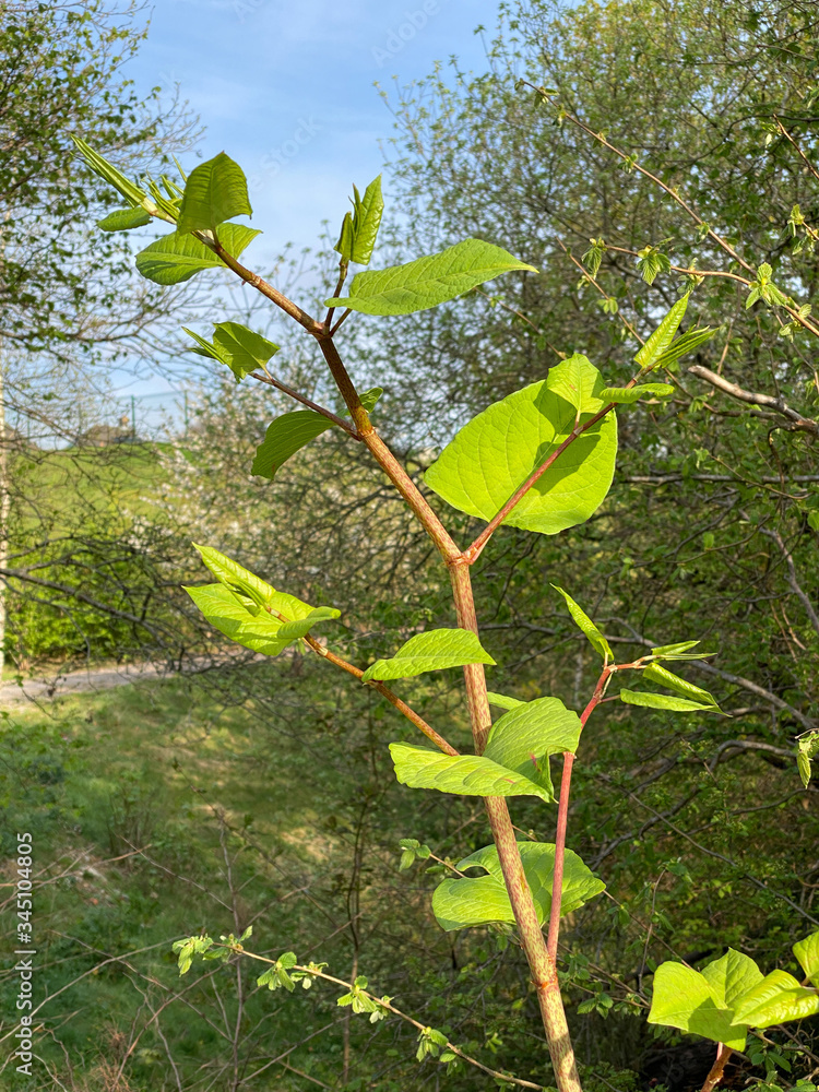The fast-growing, invasive, plant Japanese Knotweed or 'Polygonum ...