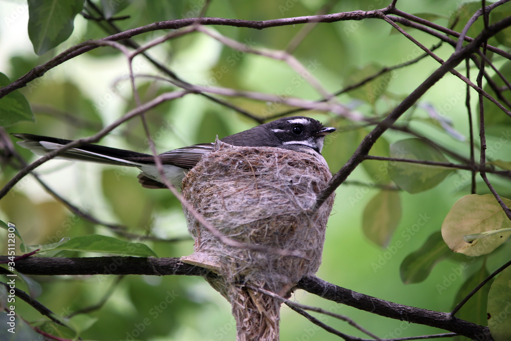 Foto de Nesting Grey Fantail bird in South Australia. The Grey Fantail ...