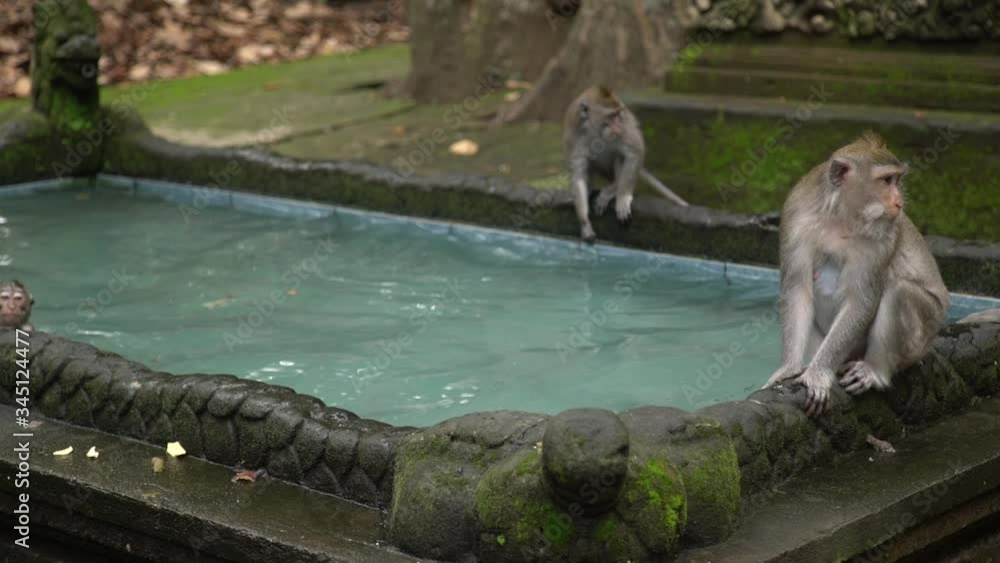 Wild monkeys watch brocade carps swimming in the pond at sacred monkey ...