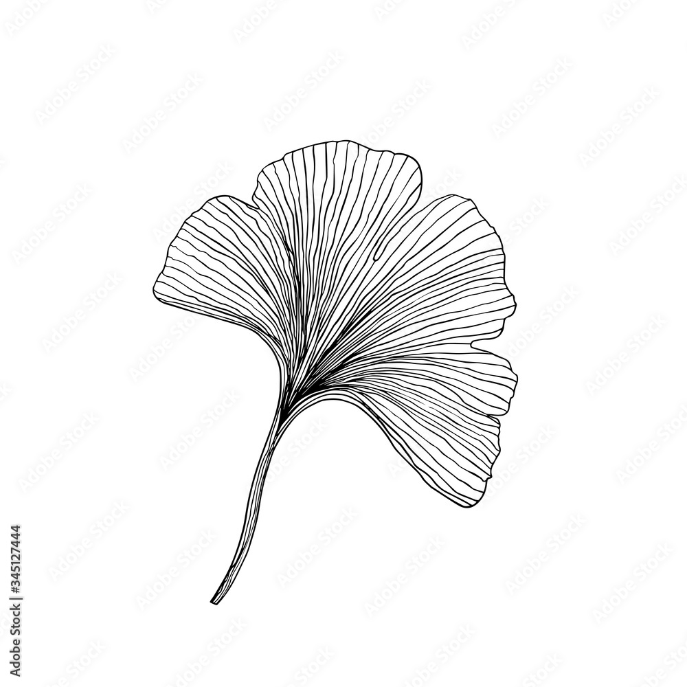 Simple not perfect black ginkgo biloba leaf silhouette. Illustration isolated on white. Hand ...