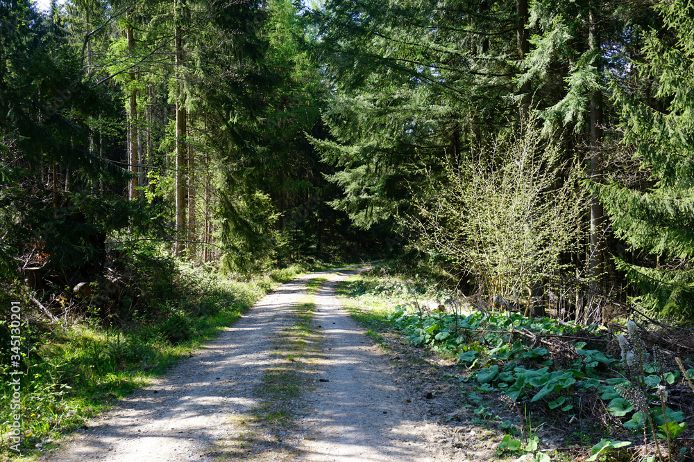 Wanderweg im Wald bei Kaierde im Hils - Hiking trail in the forest near ...