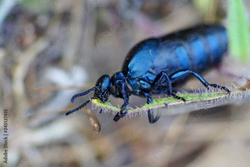 Macro pic of a black oil beetle chewing on a blade of grass Stock Photo ...