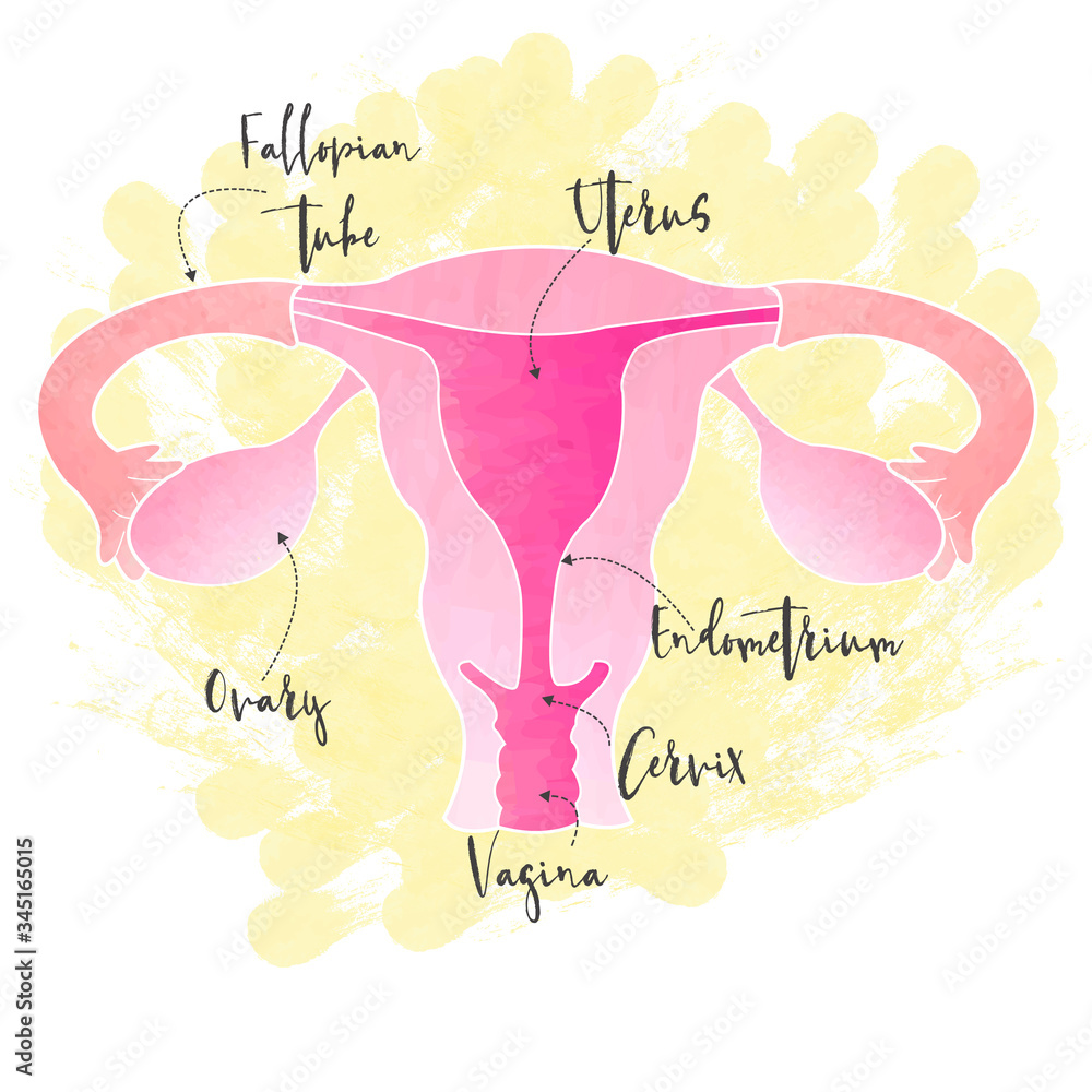 FEMALE REPRODUCTIVE SYSTEM Stock Illustration | Adobe Stock