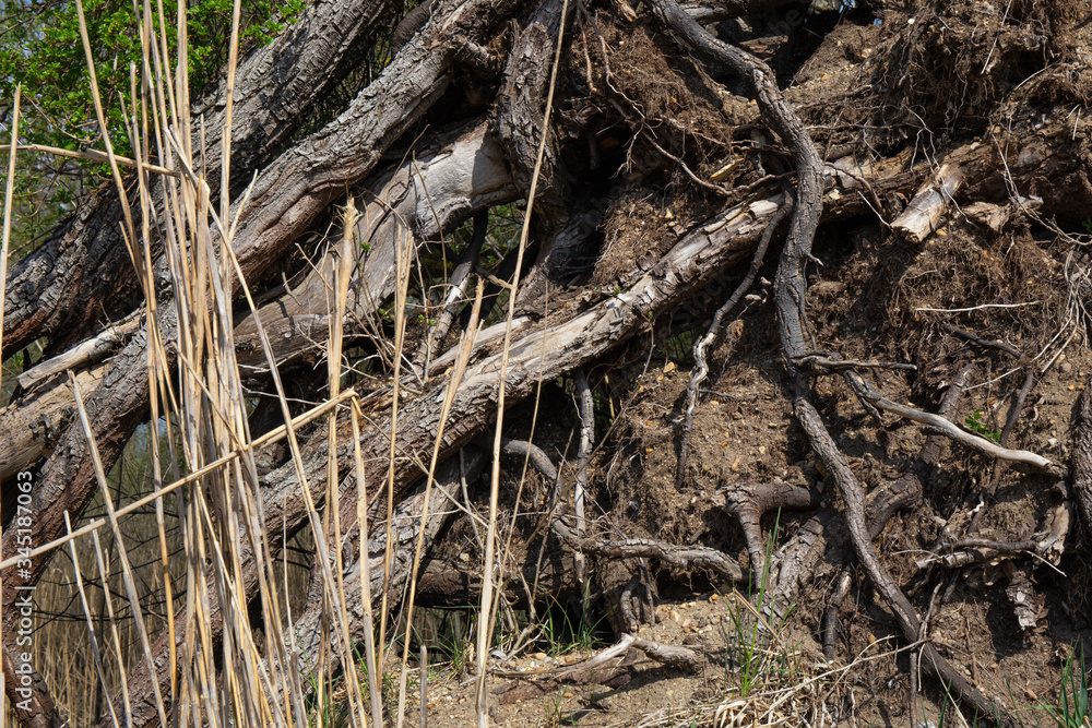 old tree roots.Backgrounds and Textures Stock Photo | Adobe Stock