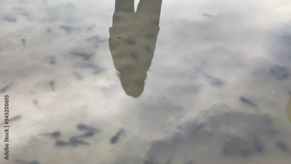 Tadpoles swim in a pool of water. The beginning of underwater life ...