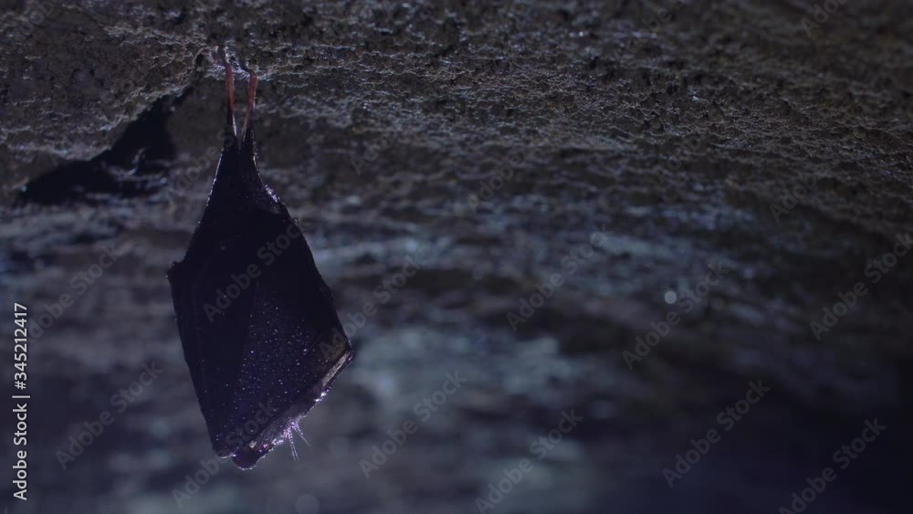 Close up small sleeping lesser horseshoe bat covered by wings hanging ...