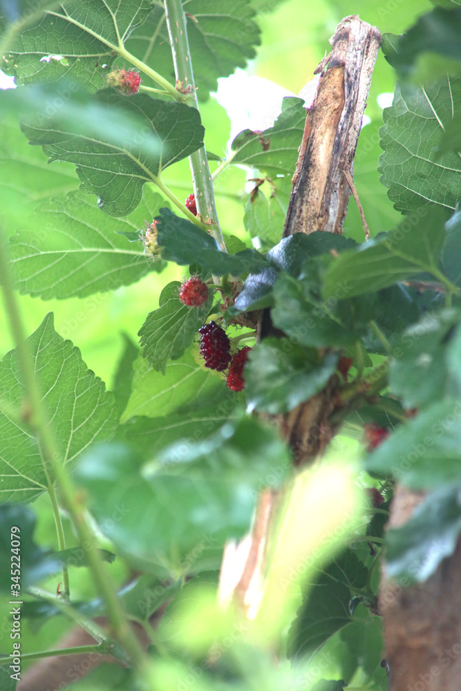 Morus (plant) Morus, a genus of flowering plants in the family Moraceae ...