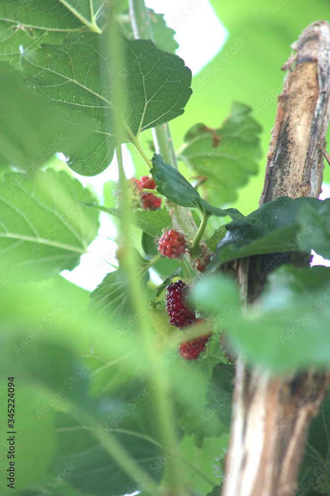 Foto de Morus (plant) Morus, a genus of flowering plants in the family ...