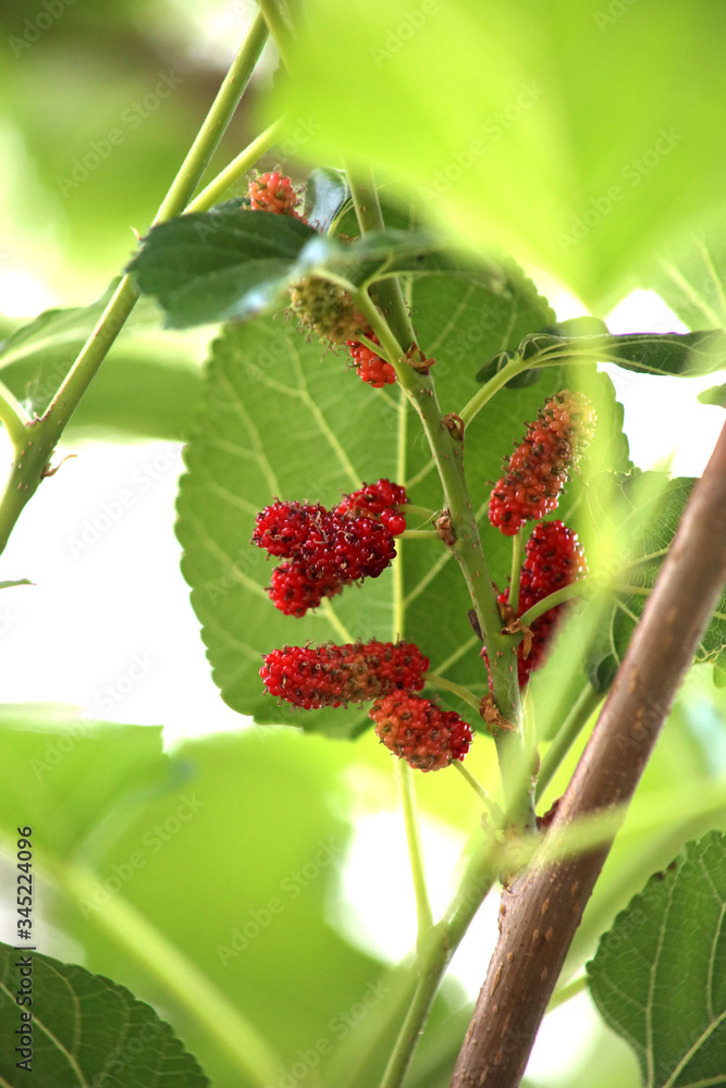Morus (plant) Morus, a genus of flowering plants in the family Moraceae ...