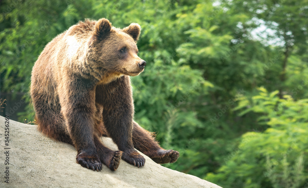 Great brown bear sit in a funny pose Stock Photo | Adobe Stock