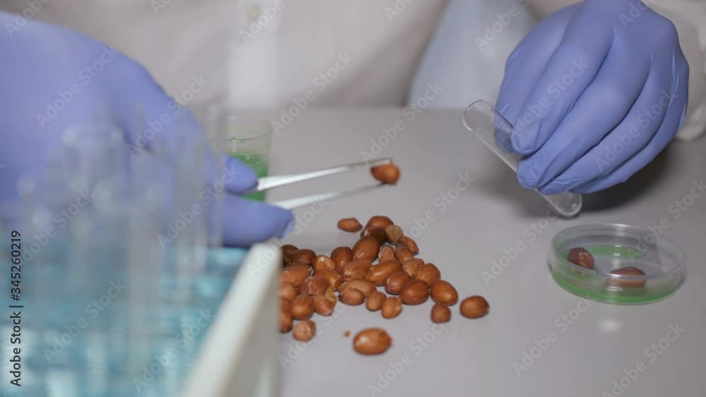 Vidéo Stock ReseResearch of GMO peanut in the laboratory. Doctor is ...