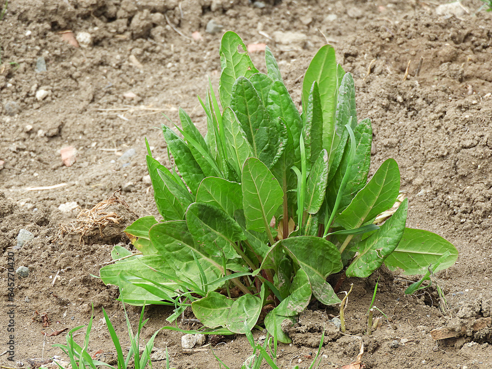 rumex acetosa planted in the garden, healthy green plants for breakfast ...