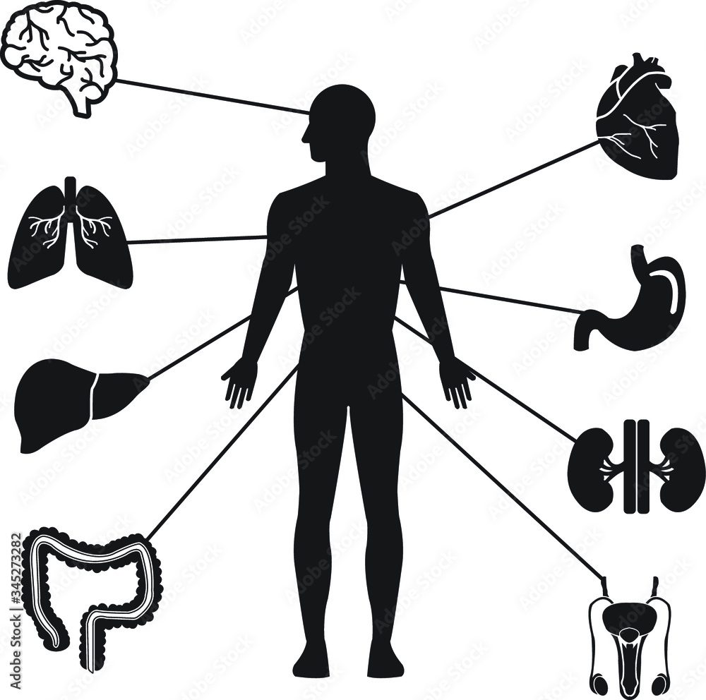 Vector icon set of human organs, each organ in a single body silhouette ...