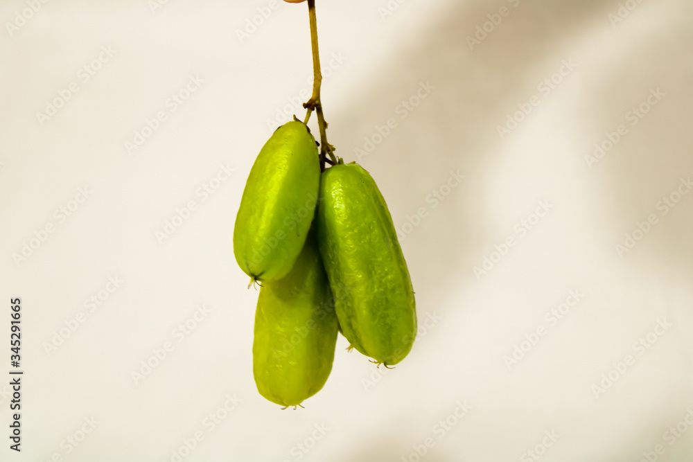 Averrhoa bilimbi (commonly known as bilimbi, cucumber tree, or tree ...