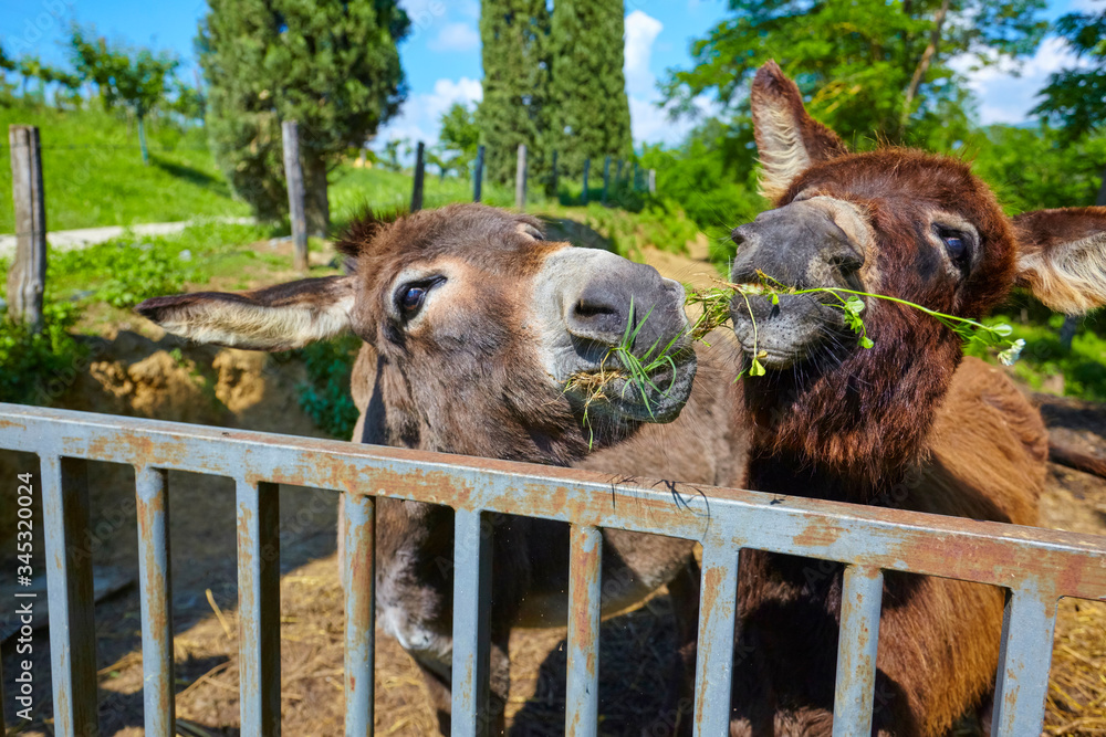 Two playful donkeys on a farm in Tuscany, Italy. Stock Photo | Adobe Stock