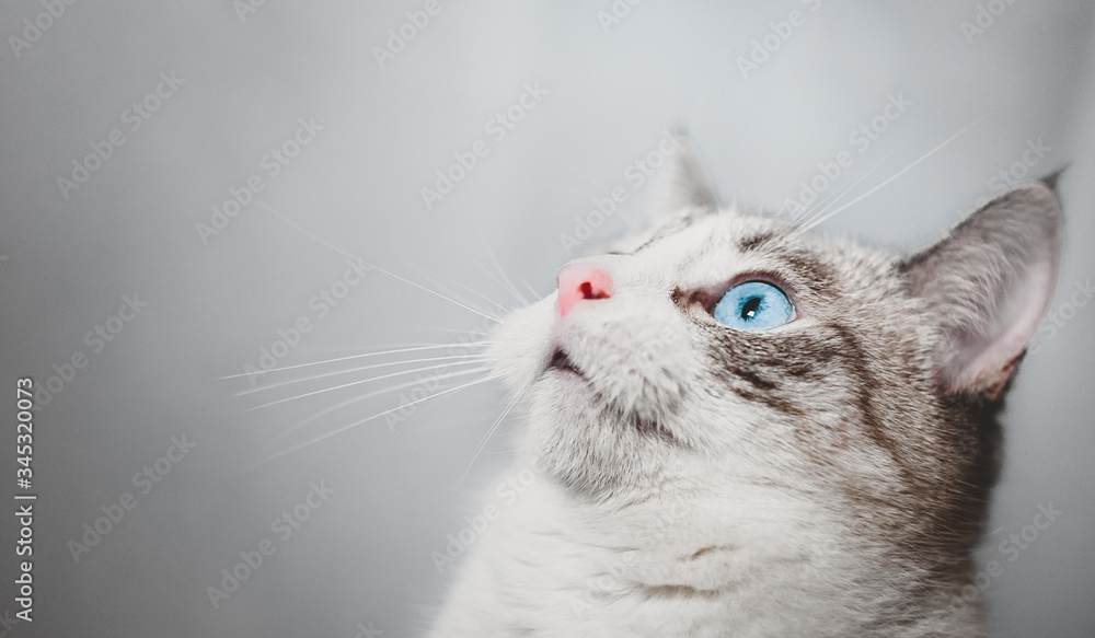 Thai Siamese cat, waiting for a treat, raised its head up Stock Photo ...