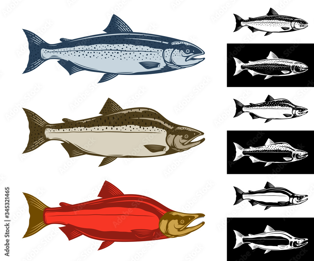 Vector salmon fish icons collection isolated on on different ...