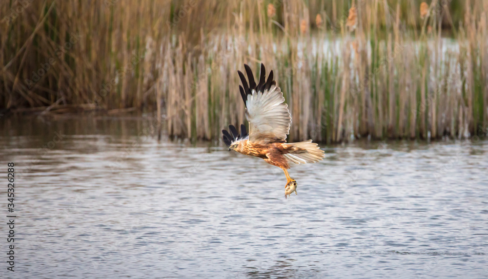 Circus aeruginosus bird flying and the predator catches fish above the ...