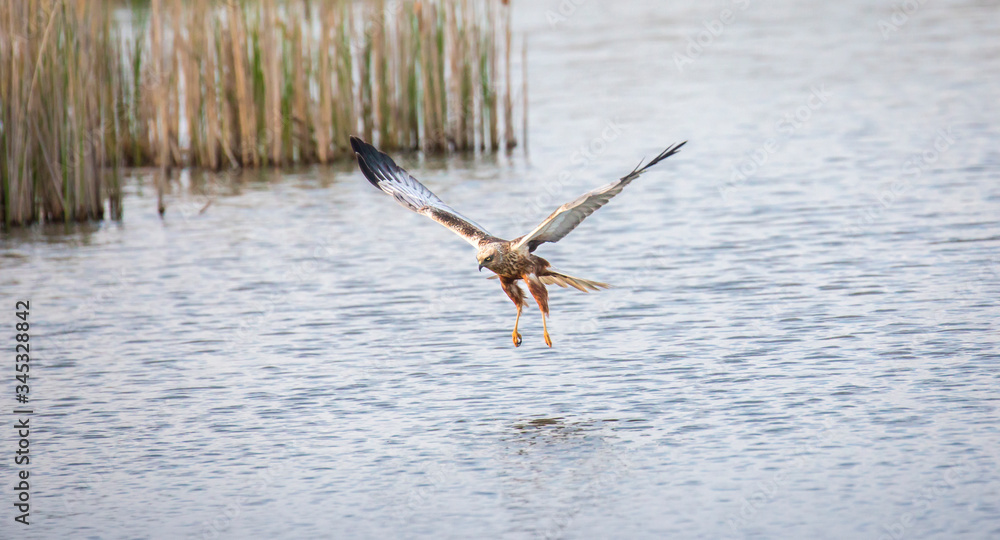 Circus aeruginosus bird flying and the predator catches fish above the ...