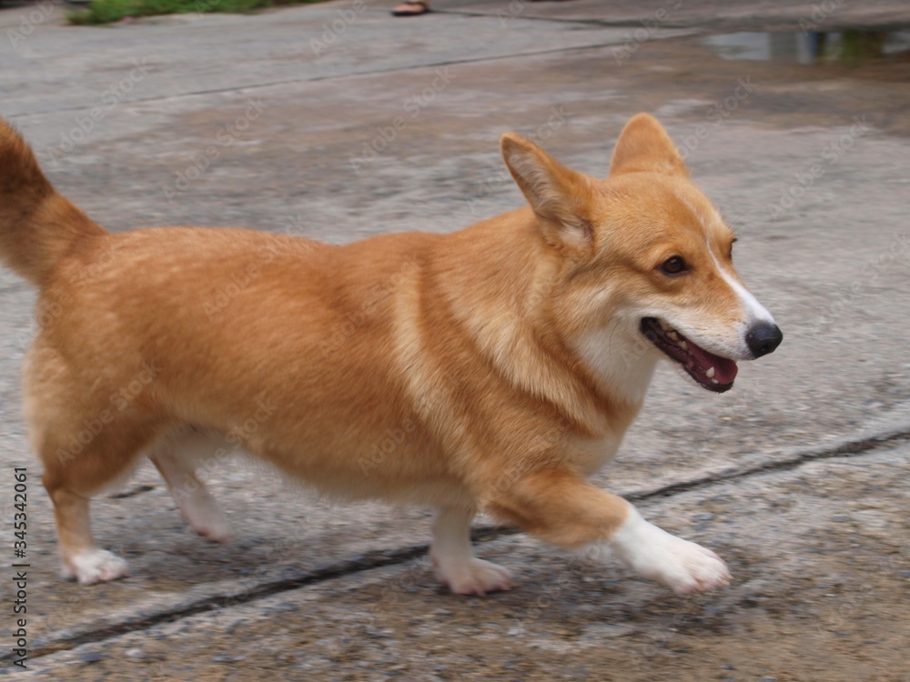 Running joyful dog close-up side view. Open jaws. Pembroke Welsh Corgi ...