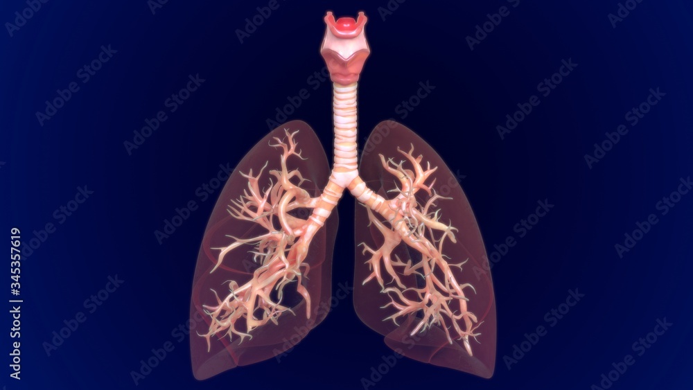 3D Illustration Human Lungs Anatomy (Bronchi, Bronchioles) Stock ...