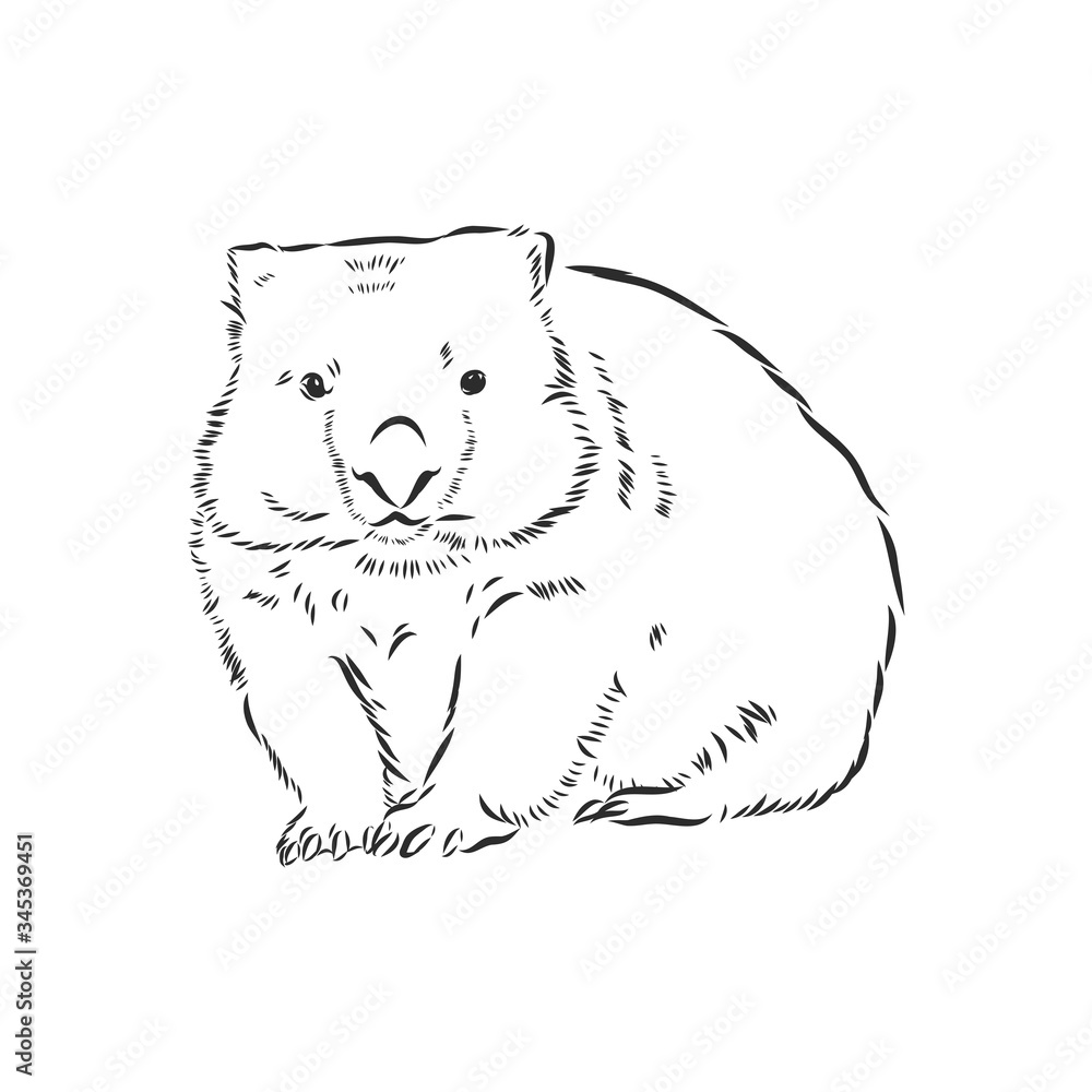 illustratuin with wombat sketch isolated on white background, wombat ...