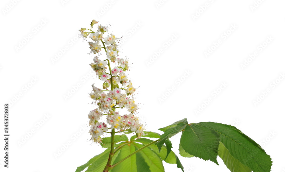 Horse-chestnut (Conker tree) flowers and leaves isolated on white ...
