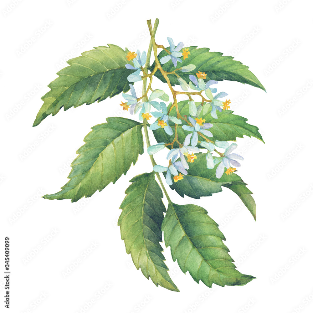 Neem tree branches with green leaves and flowers (Azadirachta indica ...