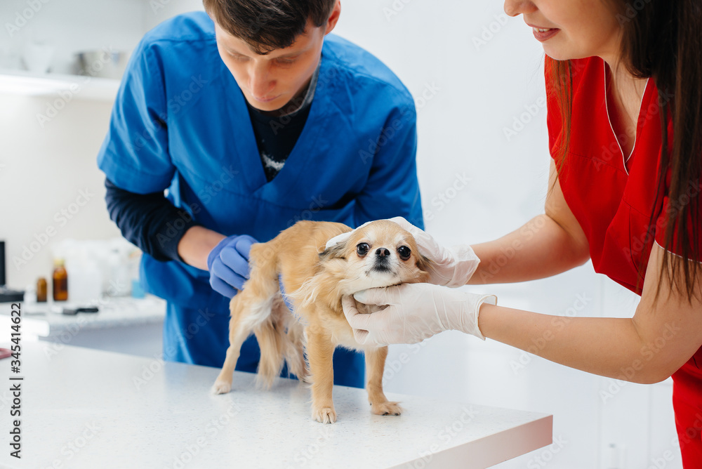 In a modern veterinary clinic, a thoroughbred Chihuahua is examined and ...