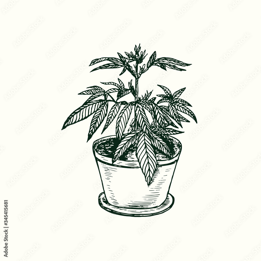 How To Draw Weed Plant