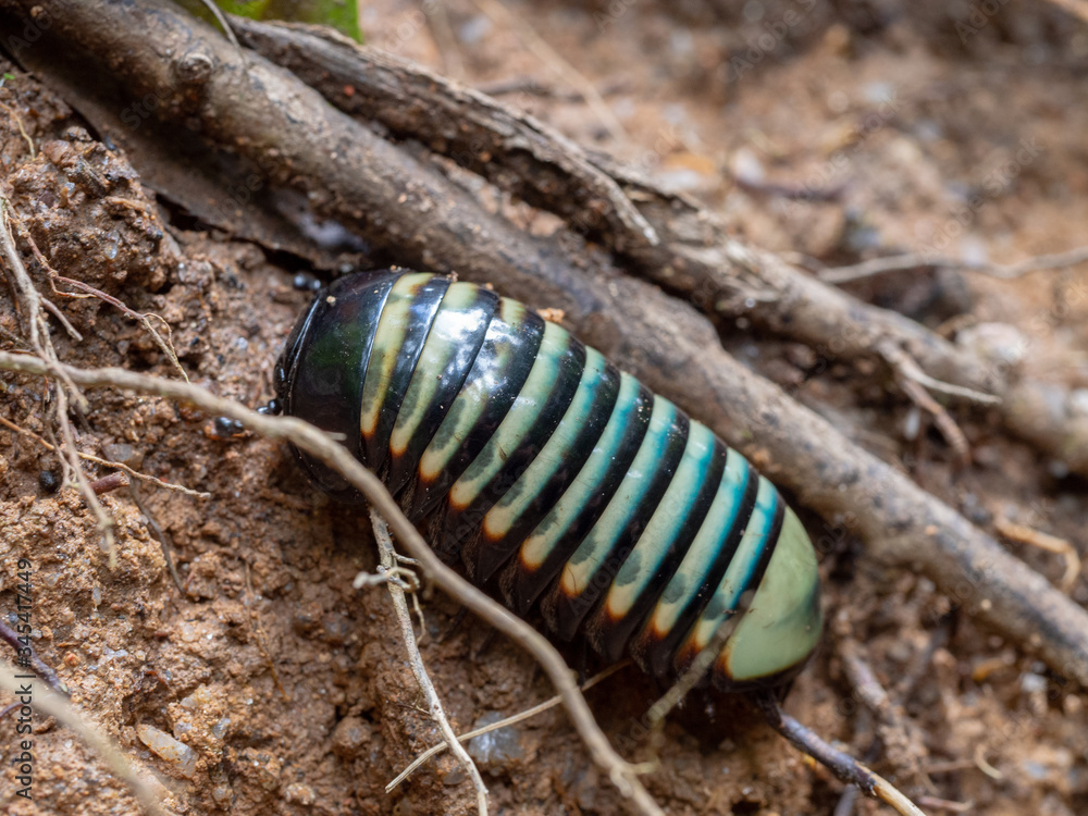 Giant Pill Millipede