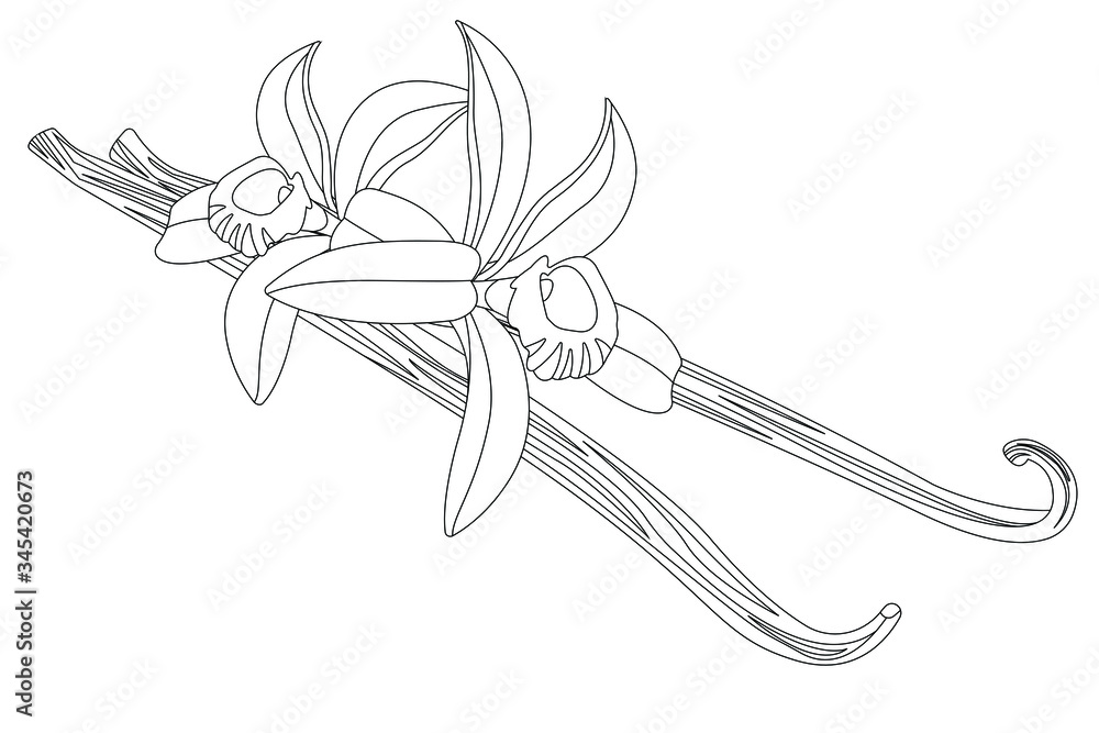 Vanilla Flower Drawing Clipartmag Sketch Coloring Page