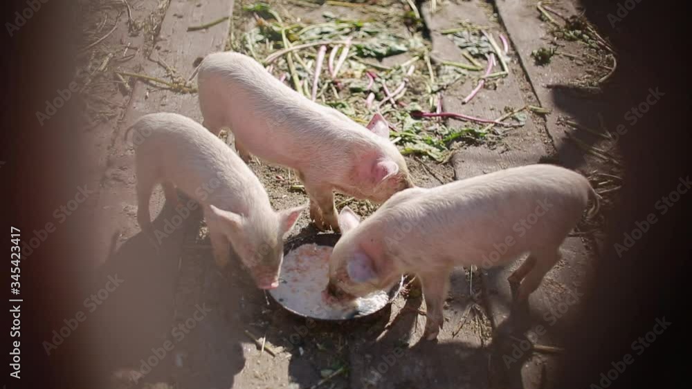 Pig eat from a bowl with chickens. Grandmother feeds her piglets. Young ...