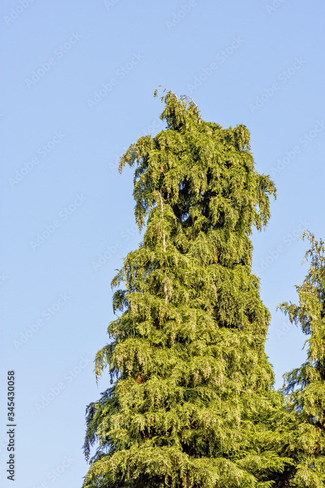 Thuja green giant arborvitae known as thuja occidentalis, northern or ...