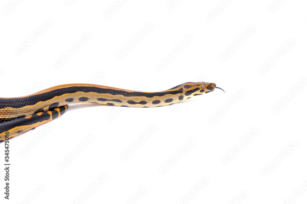 Yellow Green Anaconda Hybrid