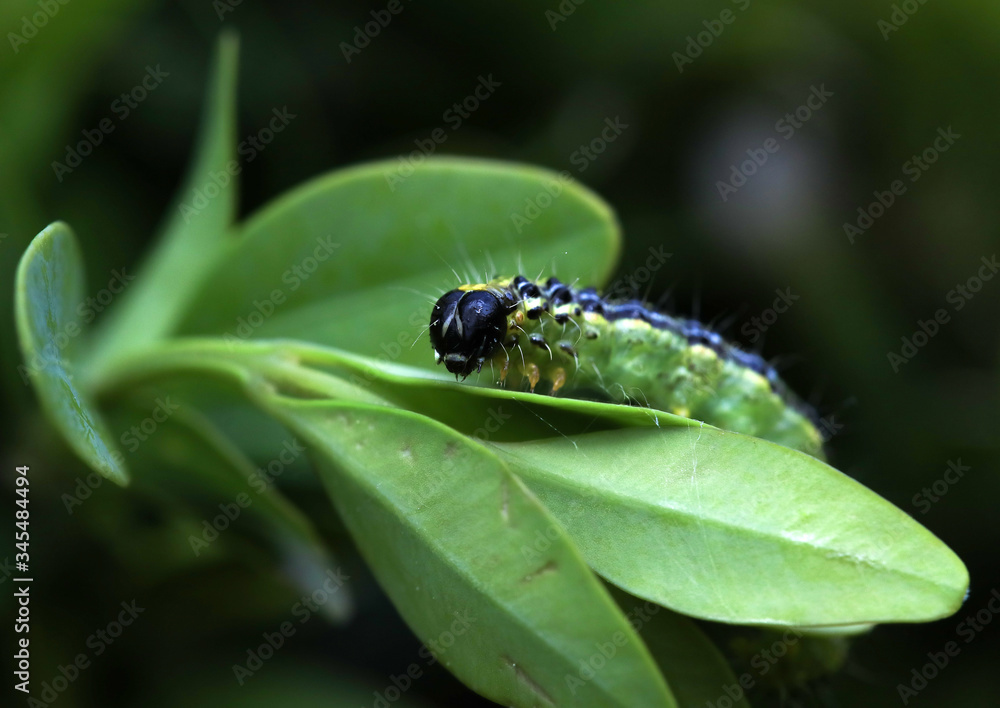 Cydalima perspectalis is an invasive caterpillar of moth species pest ...