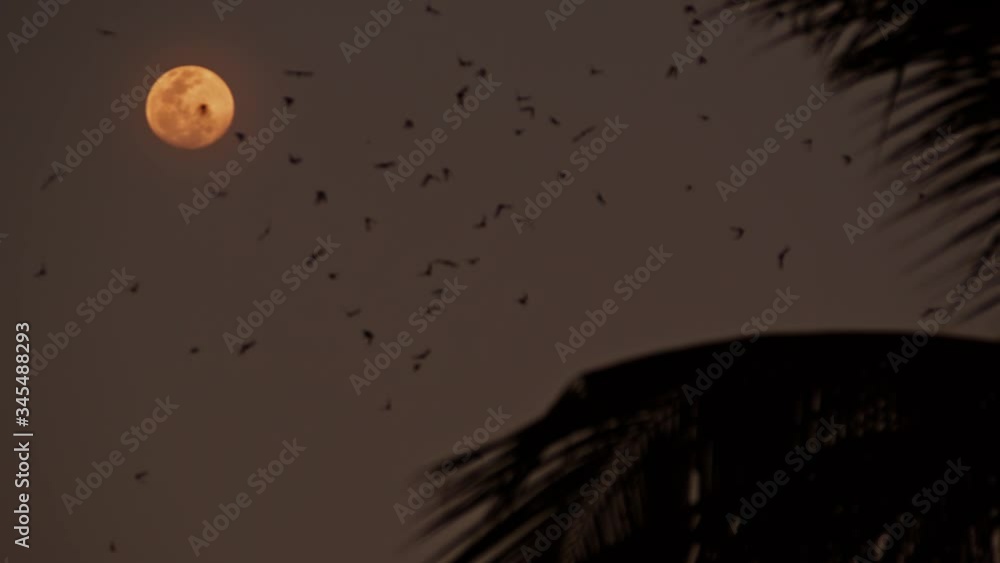 Thousands Of Bats Flying In The Night Sky During Full Moon From ...
