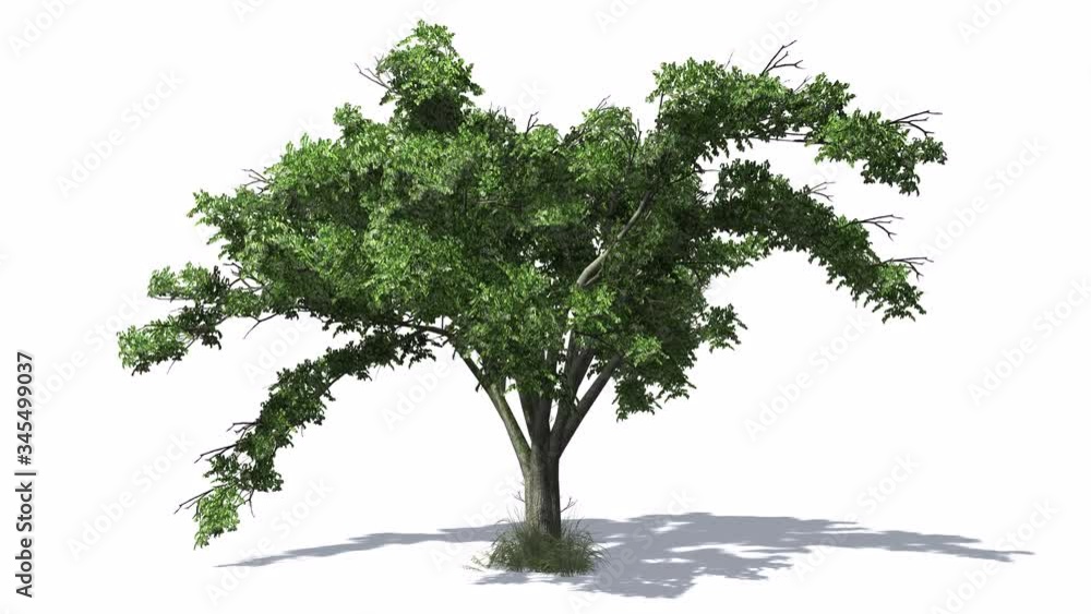 3D animated American Elm tree with wind effect and shadows on white ...