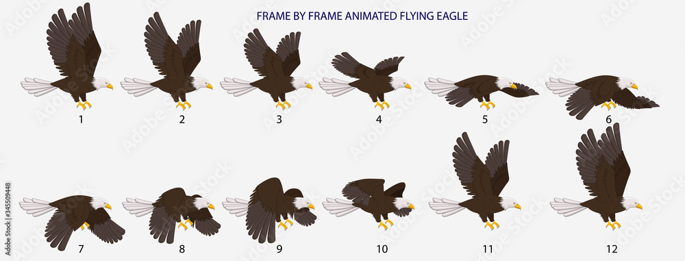 Eagle Fly Cycle, Frame By Frame Animated Flying Bald Eagle Vector ...