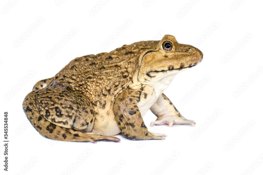 Image of Chinese edible frog, East Asian bullfrog, Taiwanese frog ...