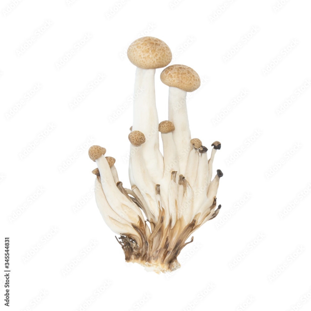 Hon-shimeji or buna shimeji mushroom isolated white background Stock ...