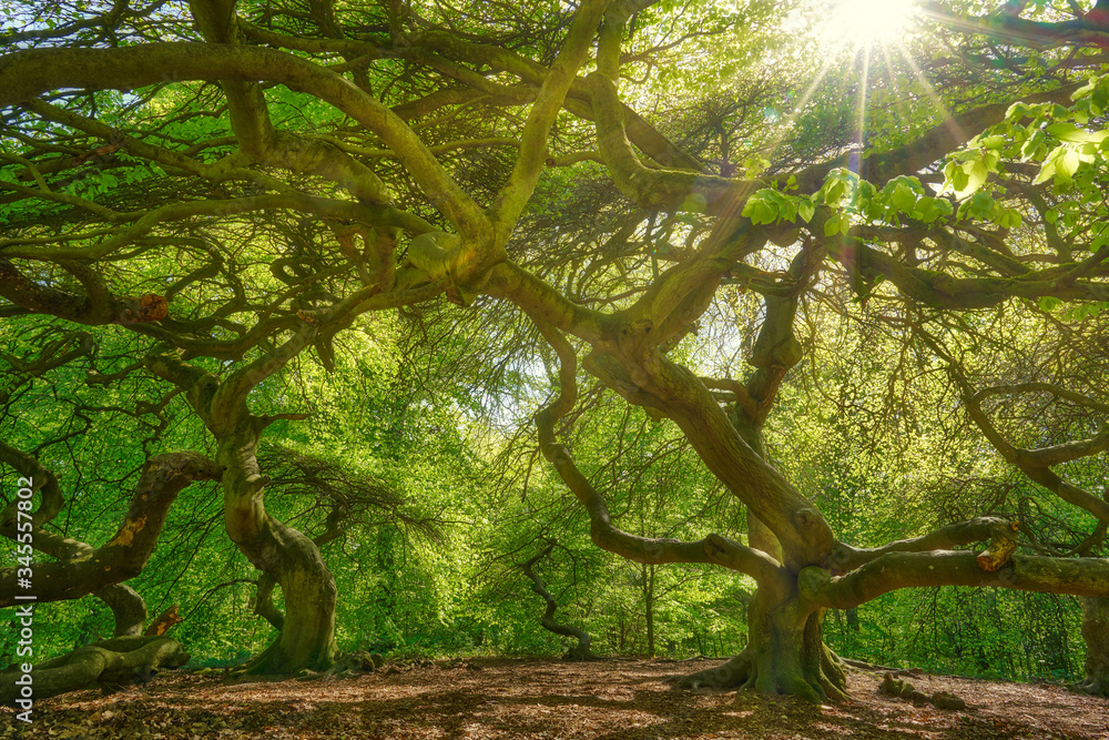 witches forest, mystic landscape with crippled beech trees in a forest ...