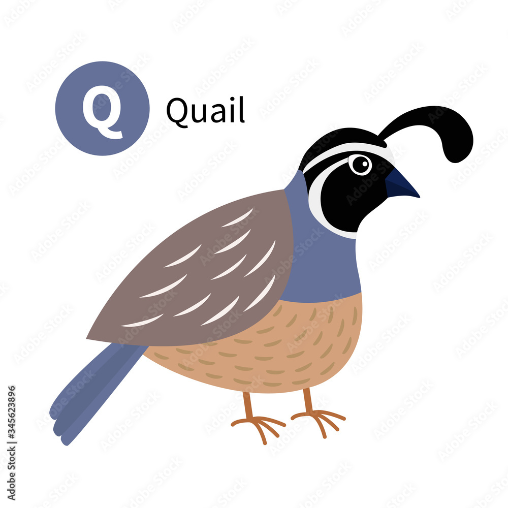 Letter Q. Quail bird. Zoo animal alphabet. English abc with cute ...