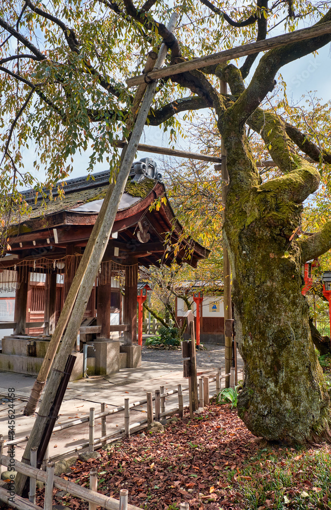 Old mossy sakura tree supported by wooden crutches and temizuya at ...