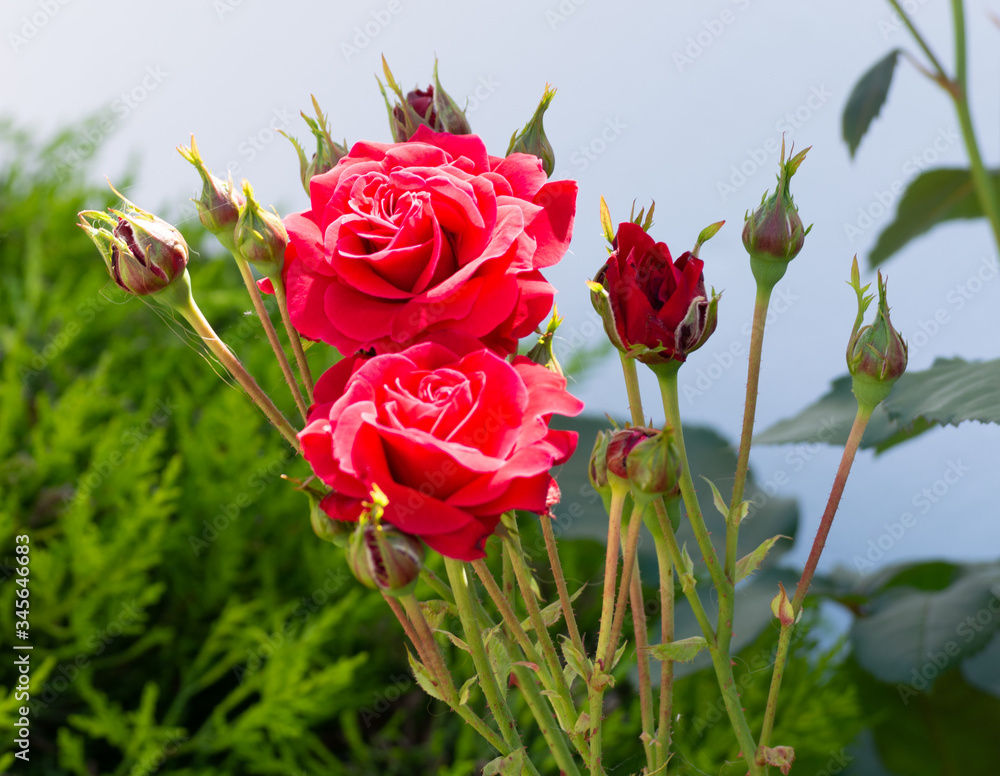 Rosas rojas Stock Photo | Adobe Stock