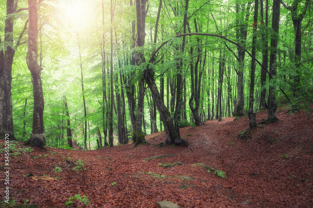 nature tree . pathway in the forest with sunlight backgrounds. Stock ...