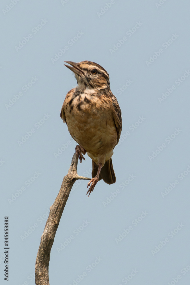 Pipit africain,.Anthus cinnamomeus, African Pipit Stock Photo | Adobe Stock