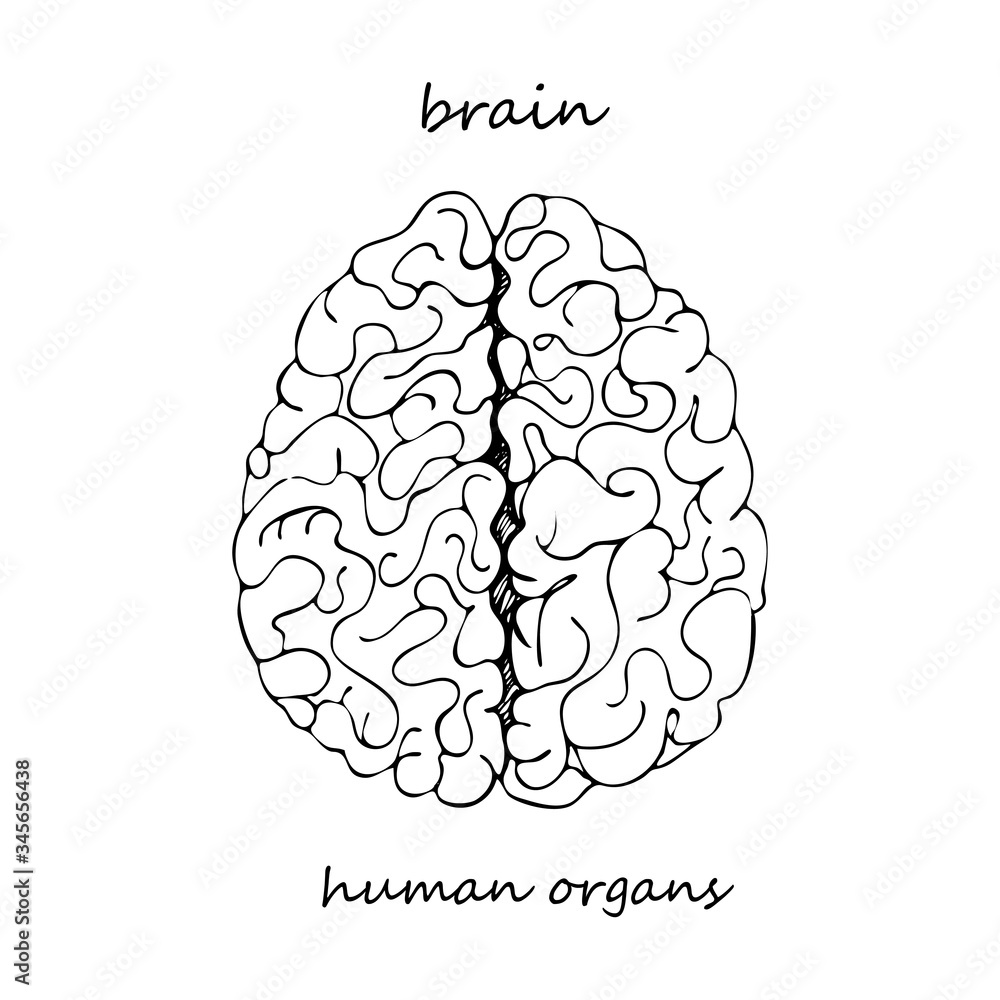 Brain. Realistic hand-drawn icon of human internal organs. Line art ...